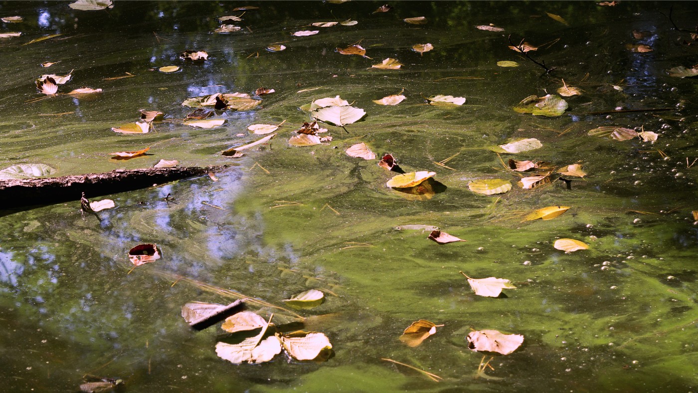 Unleash your digestive fire for gut health